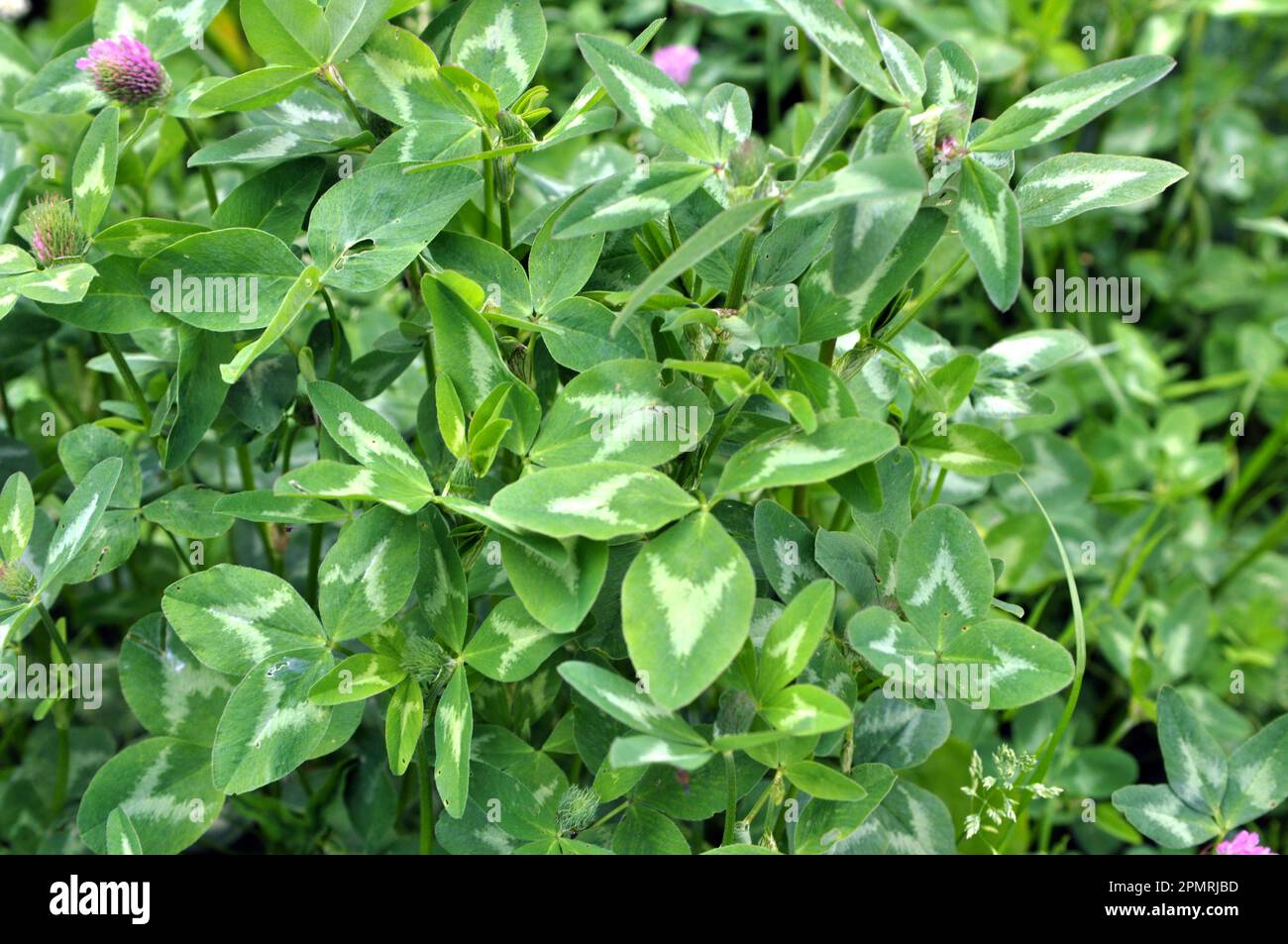 In the spring farm field young clover grows Stock Photo - Alamy