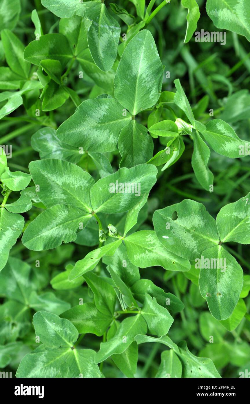 In the spring farm field young clover grows Stock Photo - Alamy