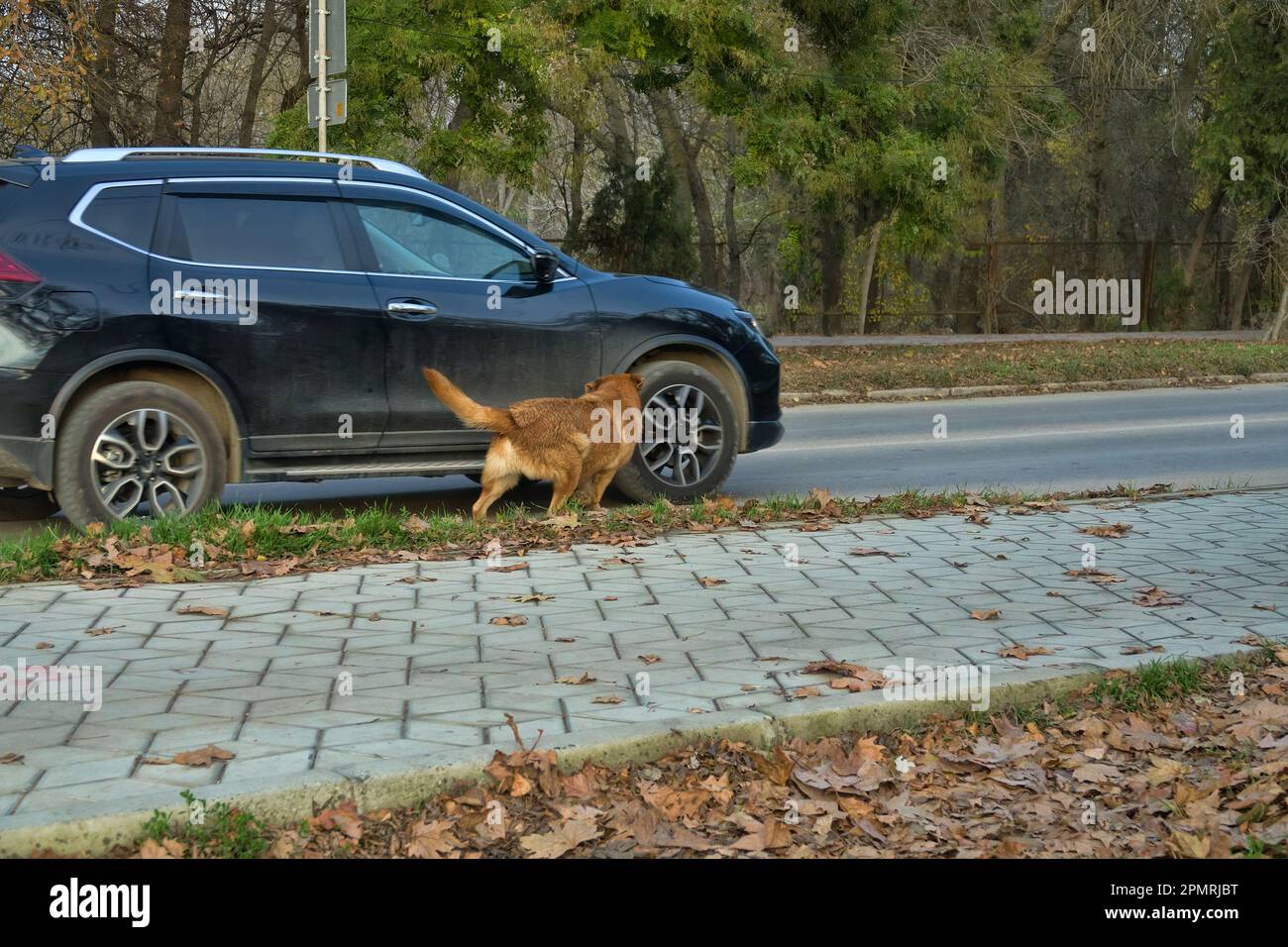 Angry dog barks at moving cars on the road Stock Photo - Alamy
