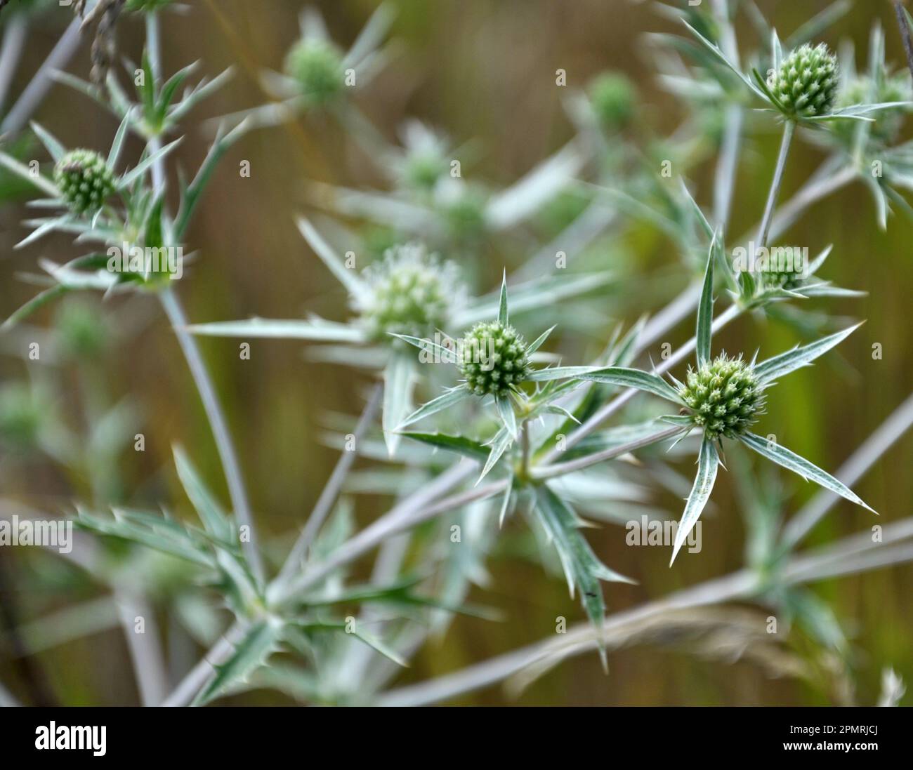 In the wild grows a thistle Eryngium campestre Stock Photo - Alamy