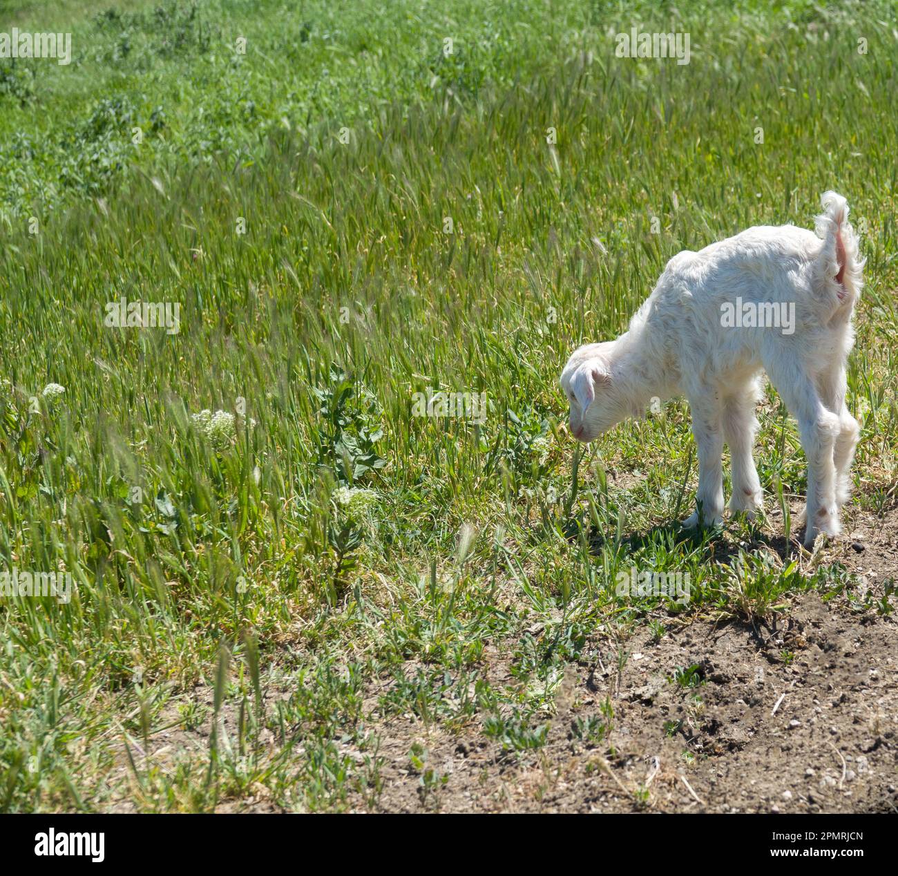 Little white kid on the road Stock Photo - Alamy