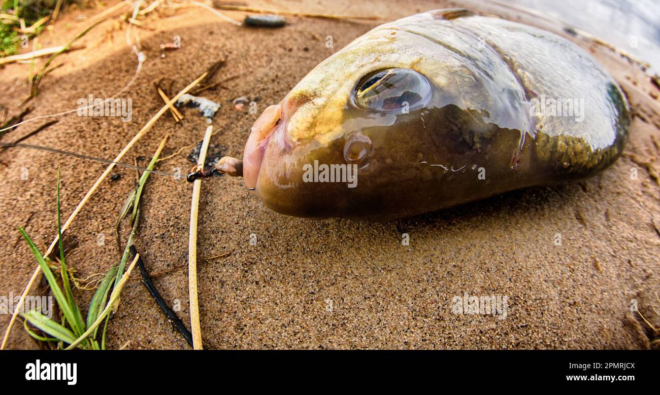 An enviable trophy of a fisherman with a fishing rod in a European ...