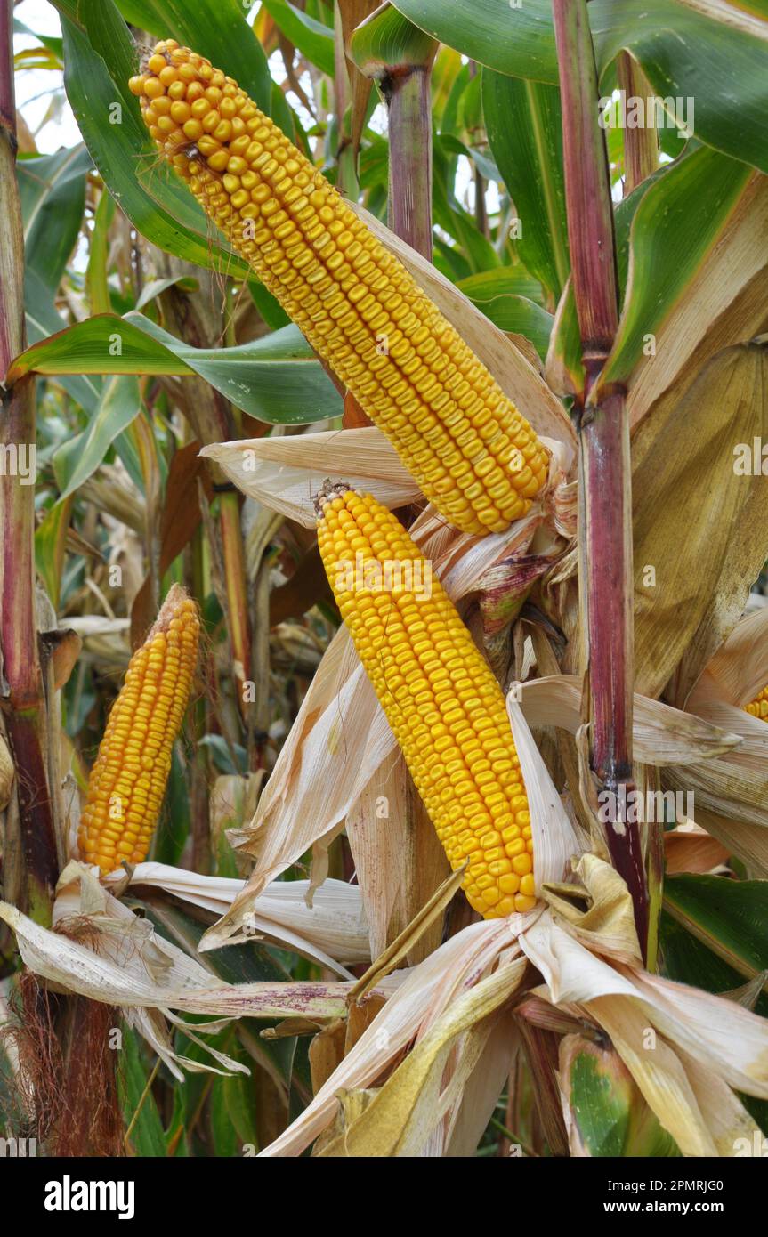 Fresh growing corn on stalk hi-res stock photography and images - Alamy