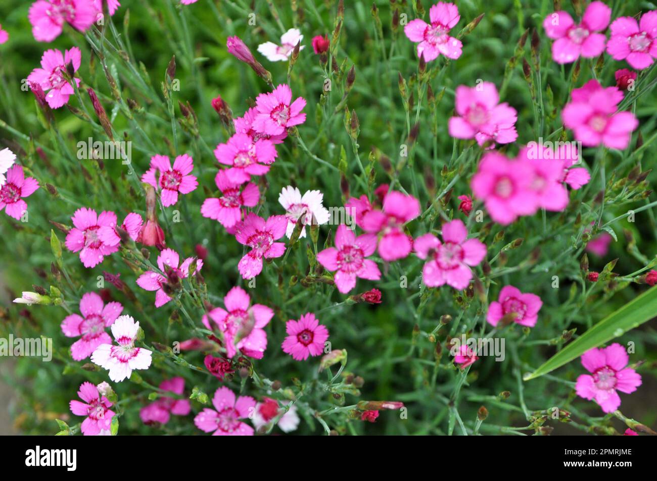 Carnation garden grows and blooms in the open ground Stock Photo - Alamy
