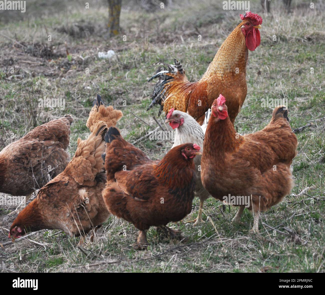 Poultry (chickens, rooster) in a rural yard Stock Photo - Alamy