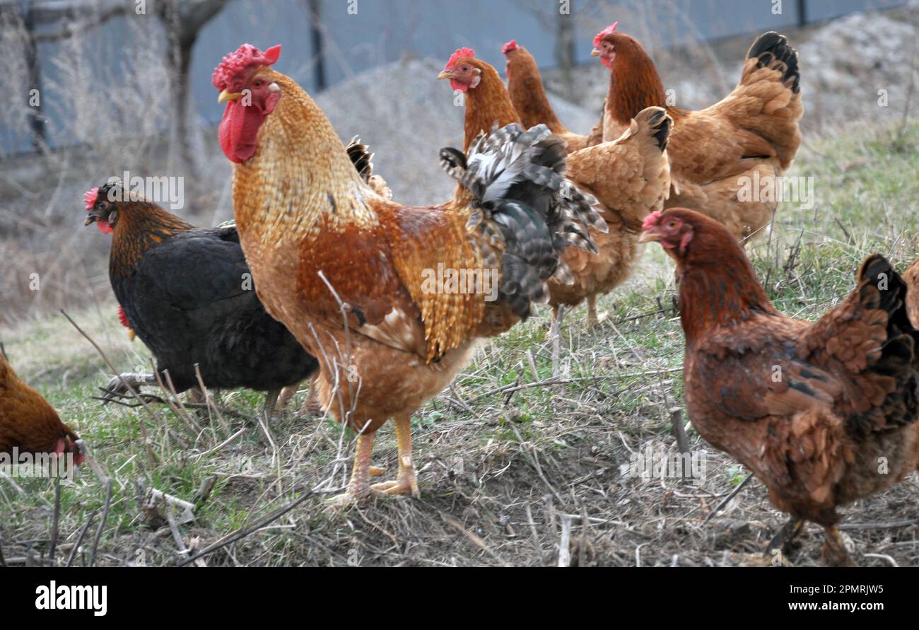 Poultry (chickens, rooster) in a rural yard Stock Photo - Alamy