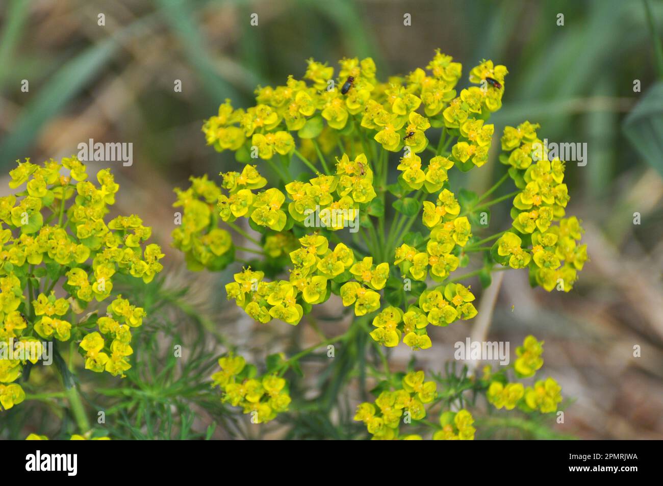 In the spring of wild herbs, Euphorbia cyparissias blooms Stock Photo ...