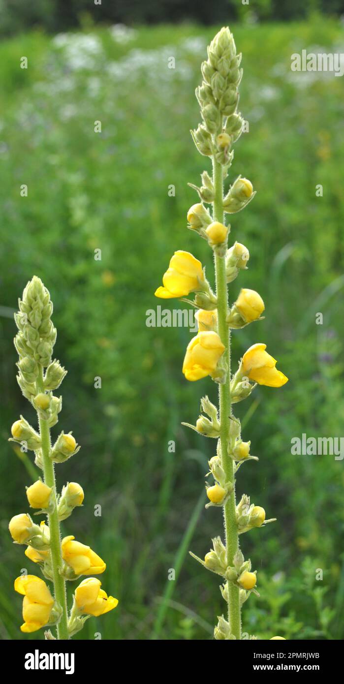 In the summer, mullein (Verbascum) blooms in the wild Stock Photo - Alamy