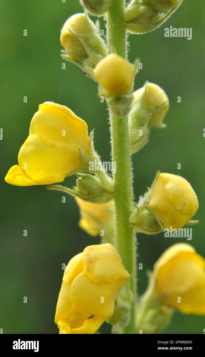 In the summer, mullein (Verbascum) blooms in the wild Stock Photo - Alamy