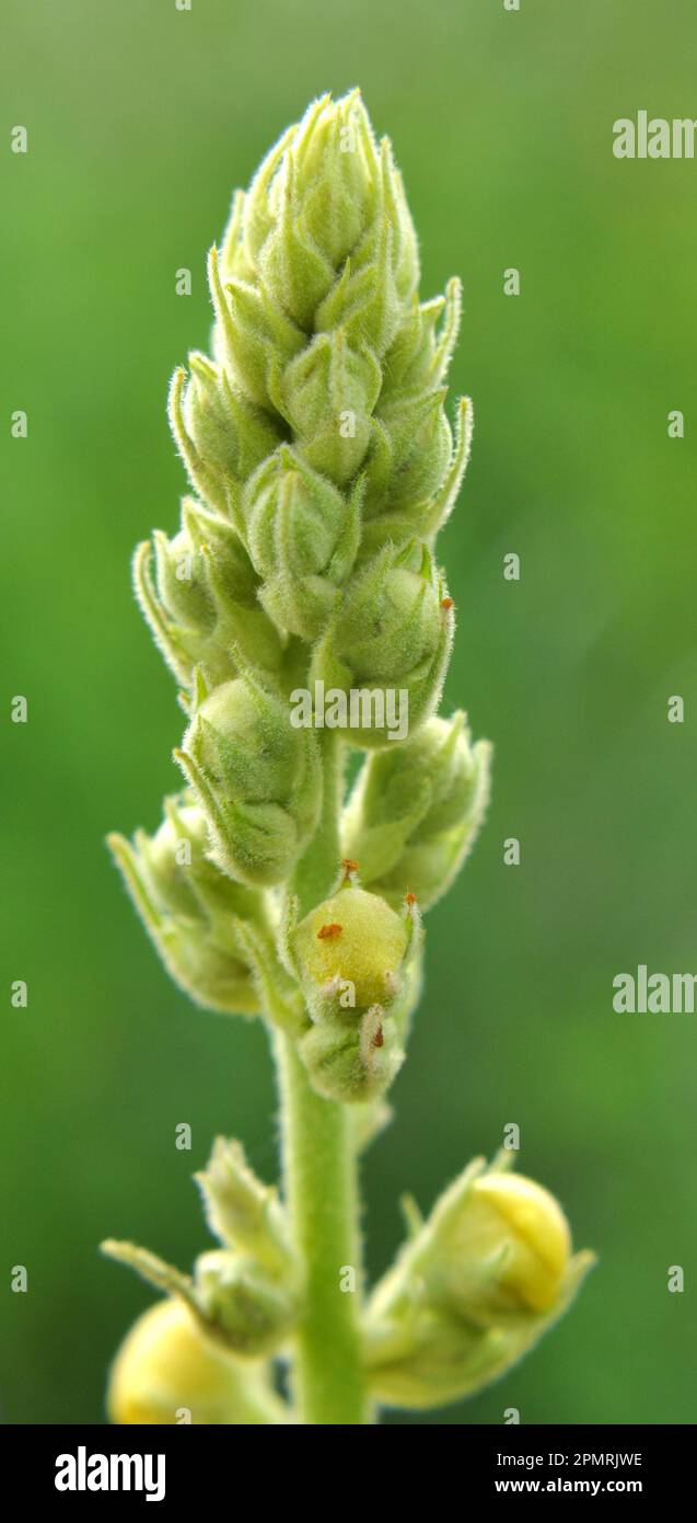 In the summer, mullein (Verbascum) blooms in the wild Stock Photo - Alamy