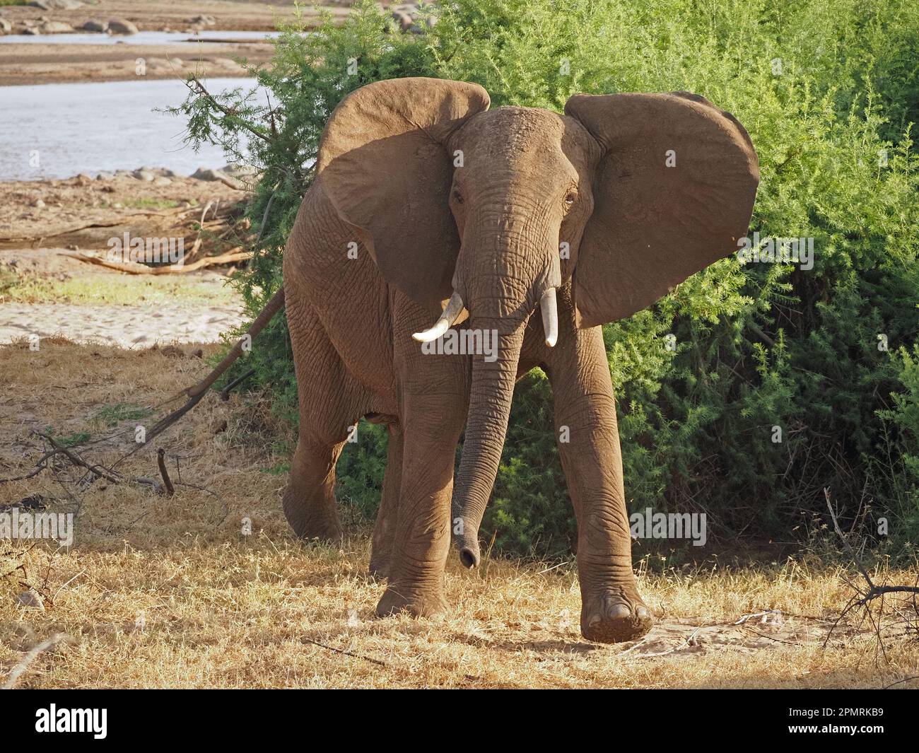 belligerent bull African Elephant (Loxodonta africana) with flapping ...