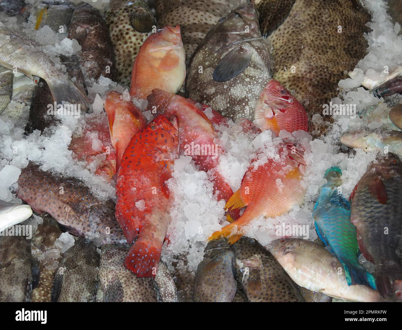 Jewel perch, fish market, Hurghada, Egypt Stock Photo - Alamy
