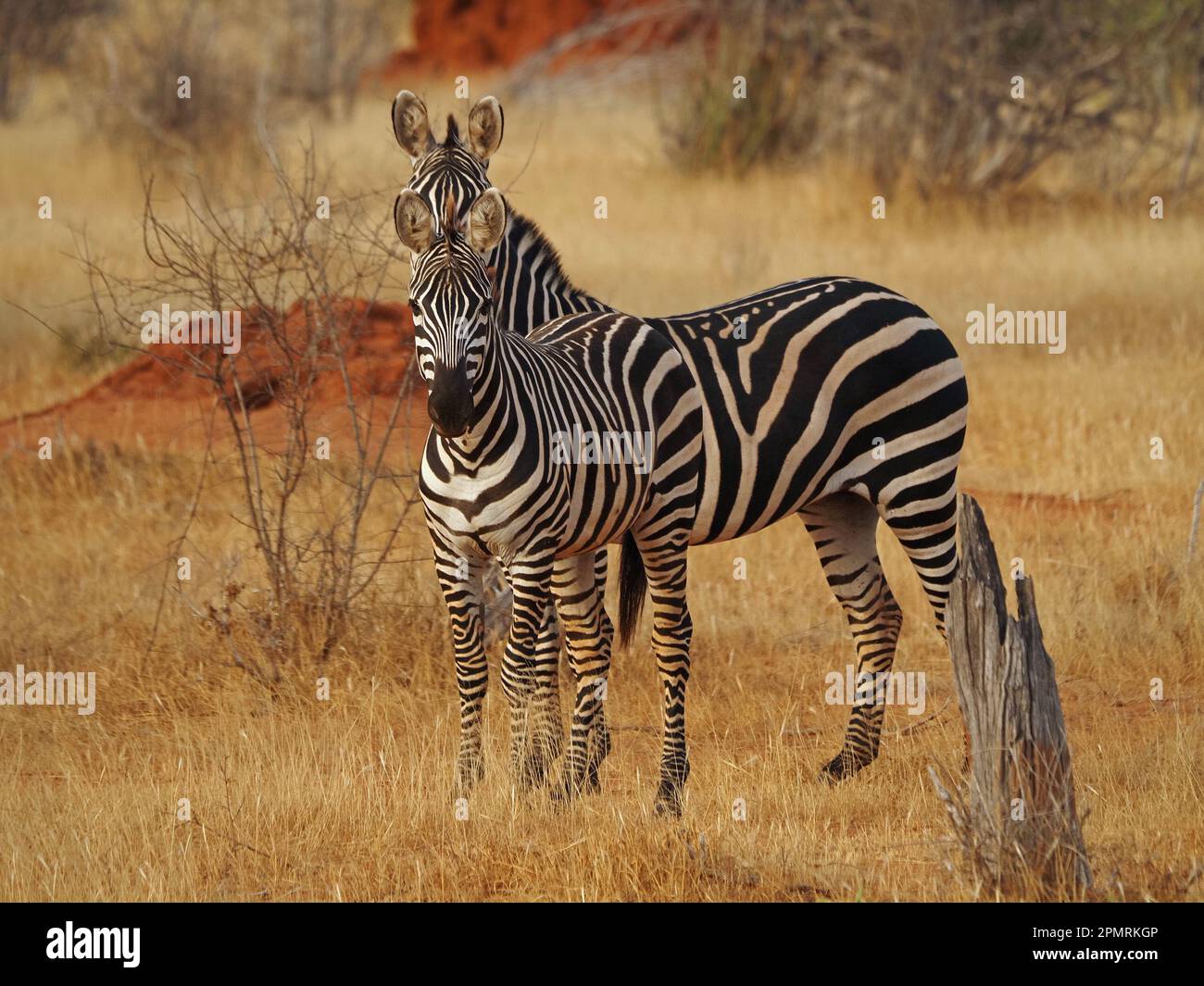 2 smart adult Plains Zebra (Equus quagga) with heads & bodies aligned ...