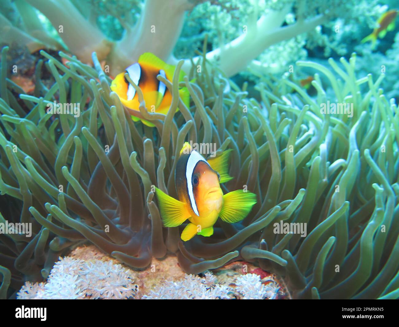 Red sea clownfishes (Amphiprion bicinctus) Anemone, Brother Islands ...