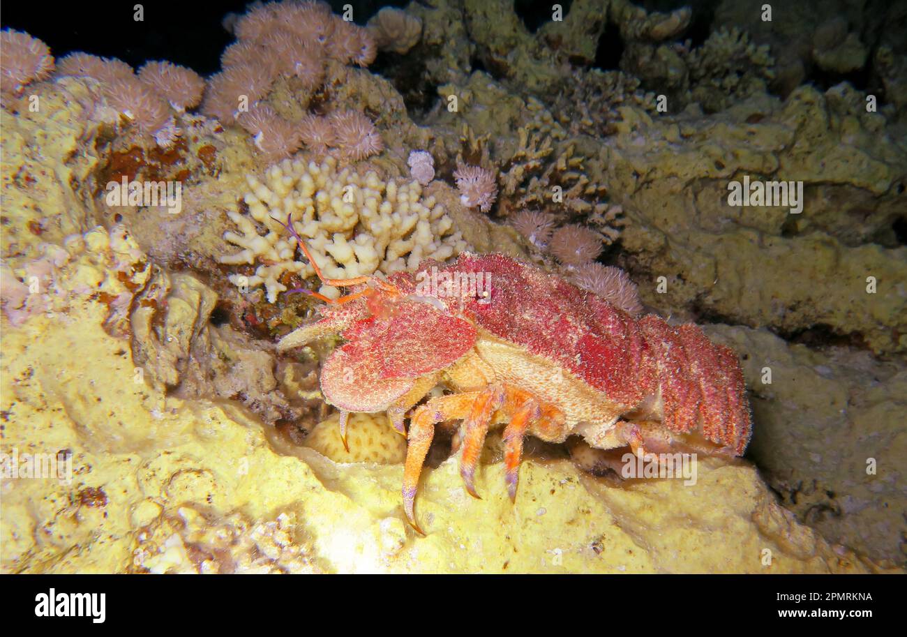 Bear crab (Scyllarides tridacnophaga), Brother Islands, Red Sea, Egypt ...