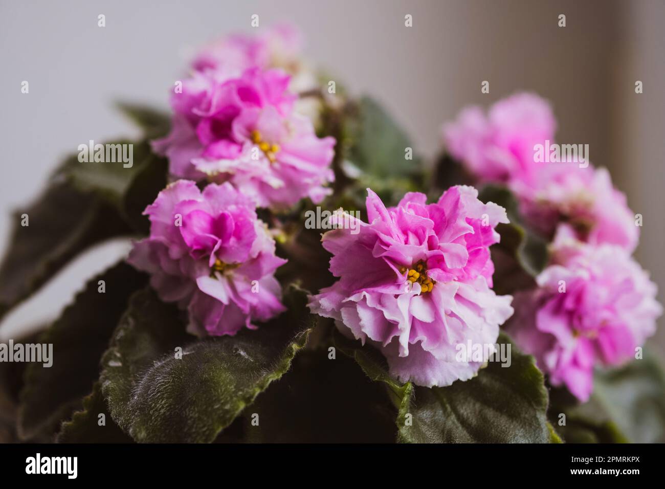 Beautiful two-tone violet of violet and white color with wavy petals ...