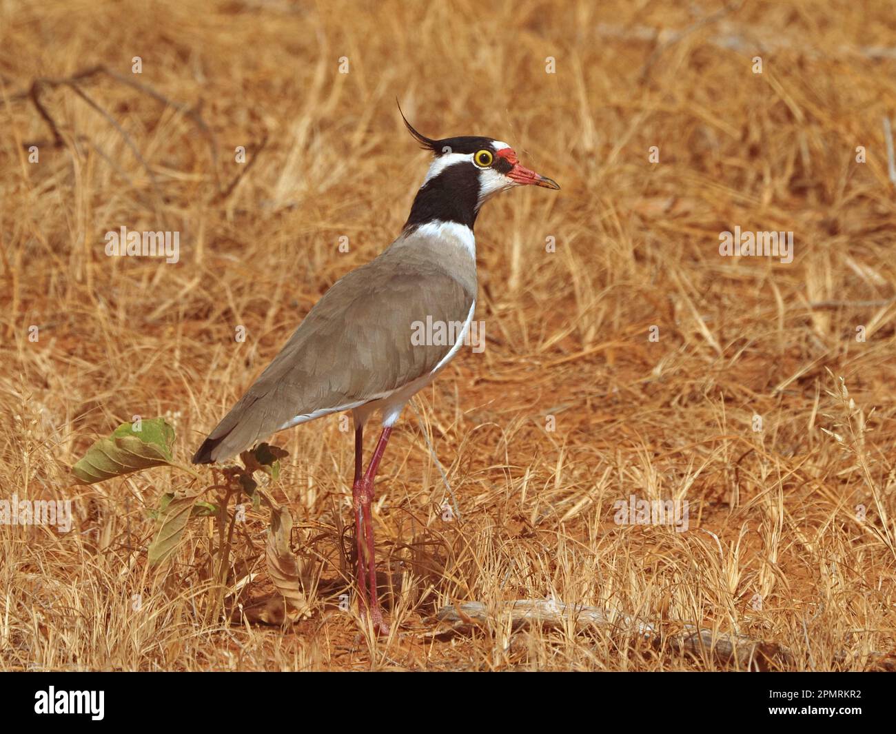 black-headed lapwing or black-headed plover ( Vanellus tectus) with ...