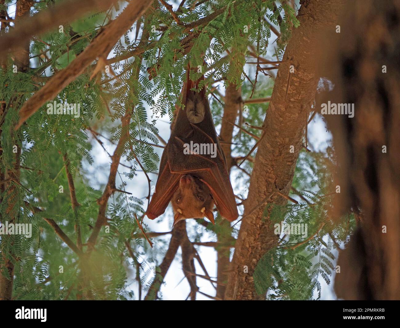 large Wahlberg's epauletted fruit bat ( Epomophorus wahlbergi) with ...