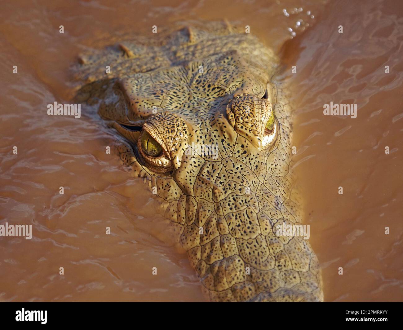 close-up of lurking Nile Crocodile (Crocodylus niloticus) in murky ...