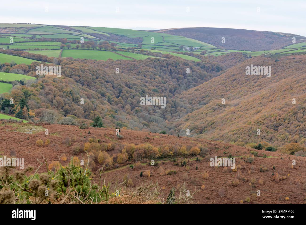 Landscape photo of the autumn colours at Horner woods in Exmoor ...