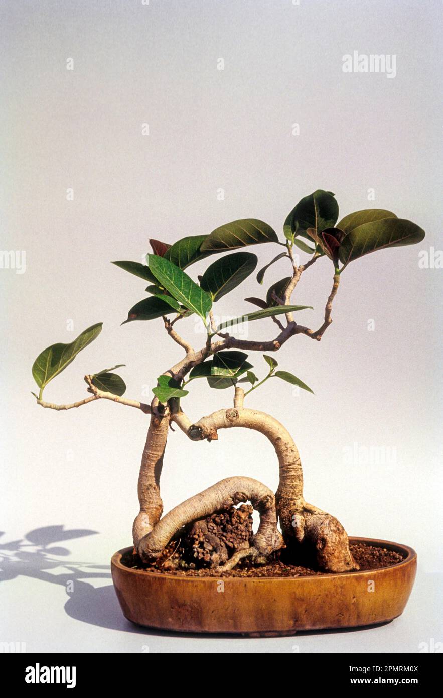 Bonsai banyan (ficus benghalensis) style root exposed, India, Asia ...