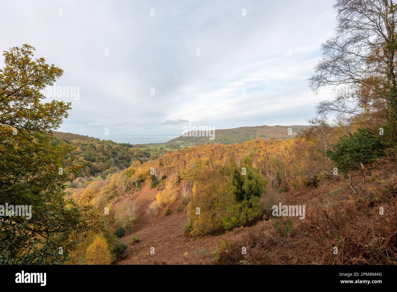 Landscape photo the autumn colours at Horner woods in Exmoor National ...