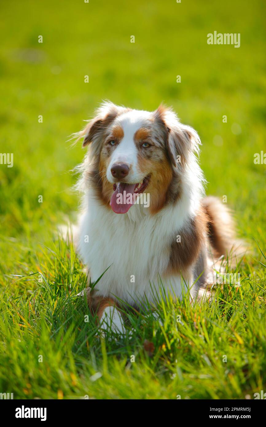 Australian Shepherd, red-merle Stock Photo - Alamy