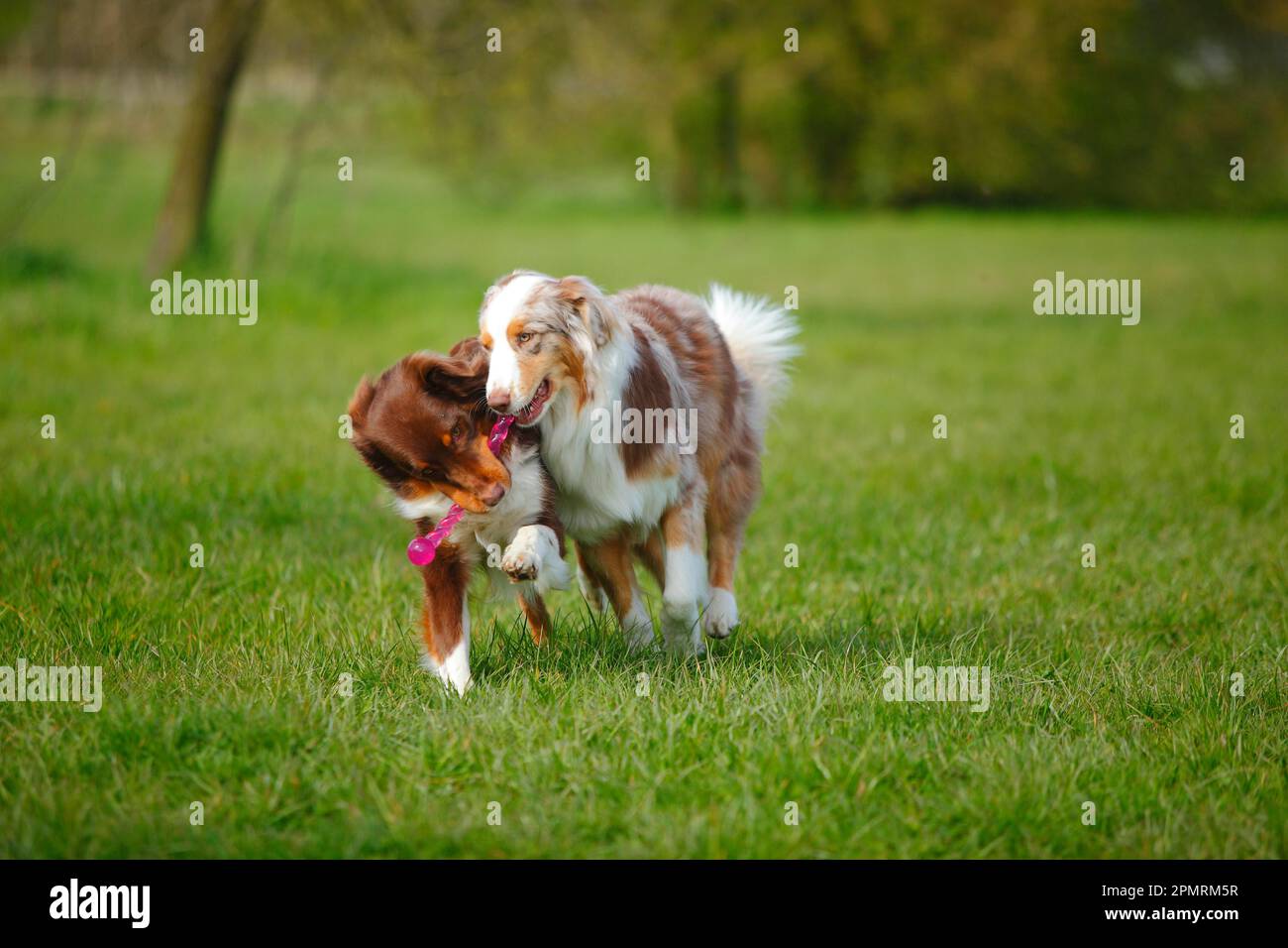 Australian Shepherds, red-tri and red-merle Stock Photo - Alamy