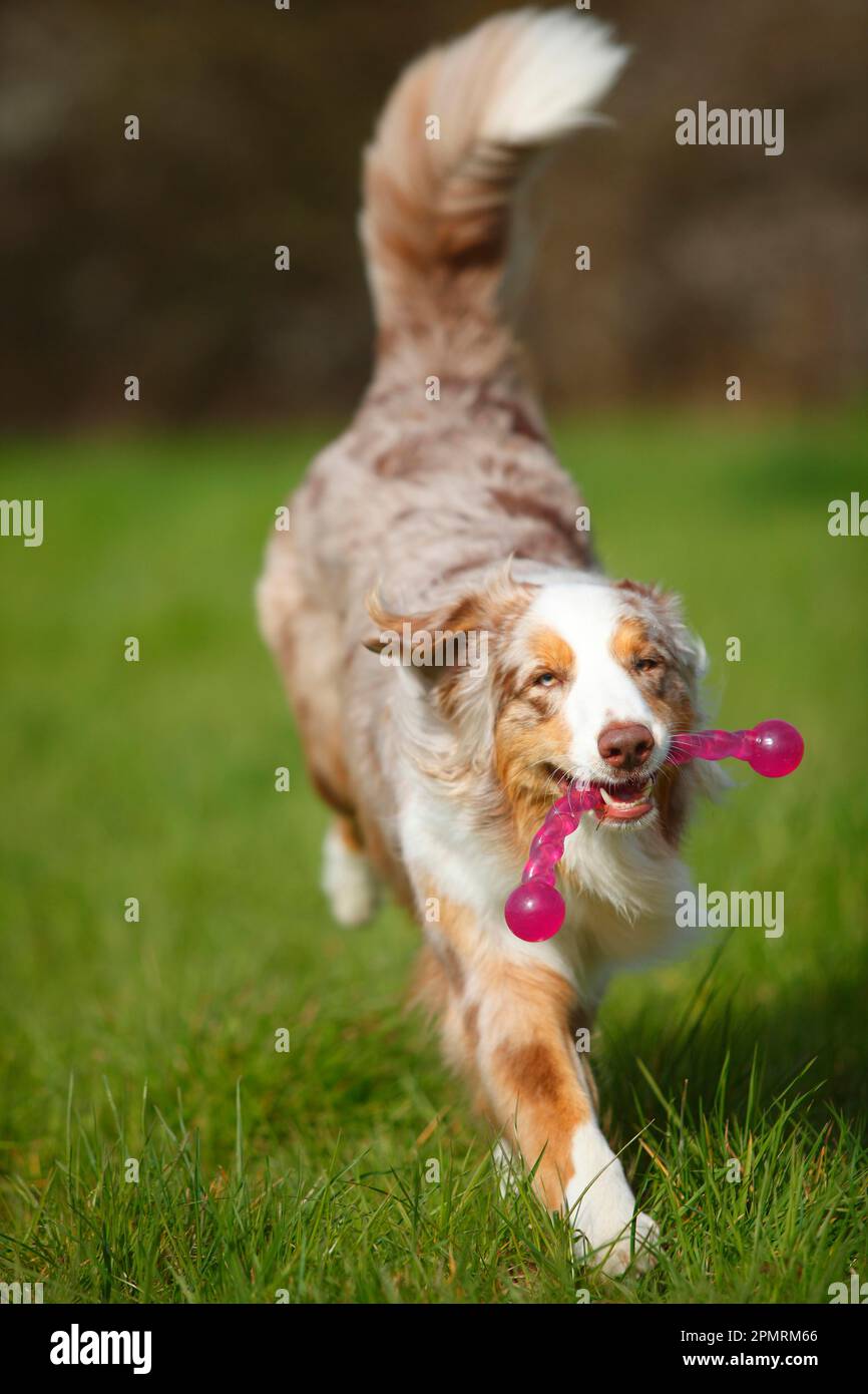 Australian Shepherd, red-merle Stock Photo - Alamy