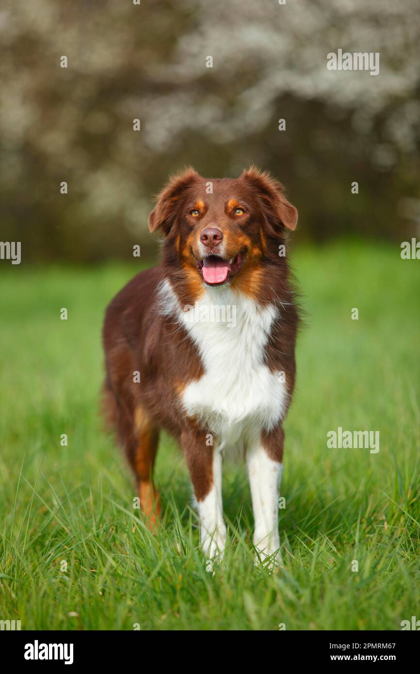 Australian Shepherd, red-tri Stock Photo - Alamy
