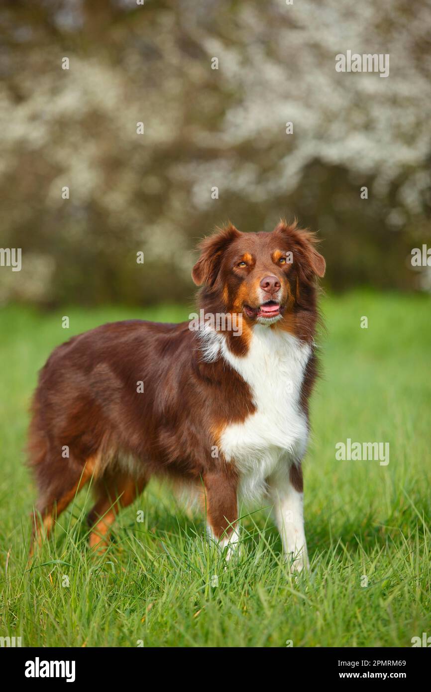 Australian Shepherd, red-tri Stock Photo - Alamy