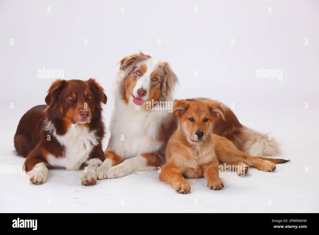 Australian Shepherds, males, red-tri and red-merle, and Harzer fox ...