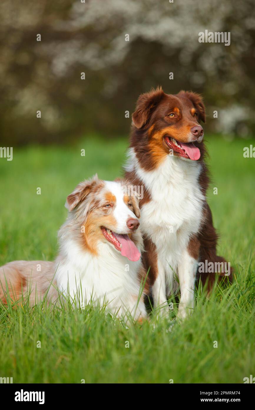 Australian Shepherds, red-tri and red-merle Stock Photo - Alamy