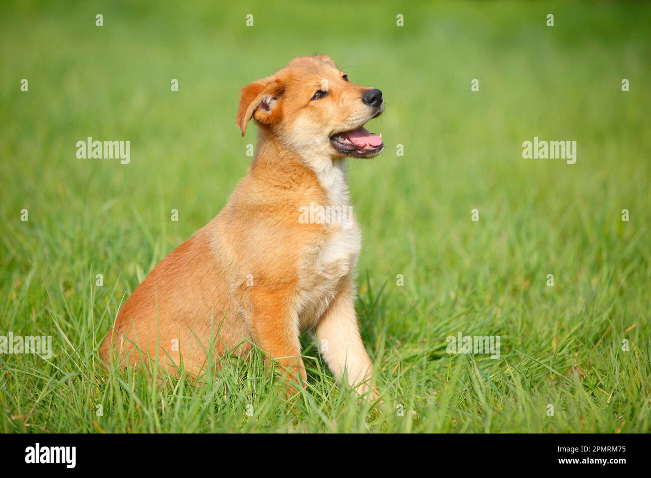 Harzer fox, puppy, 3 months Stock Photo - Alamy