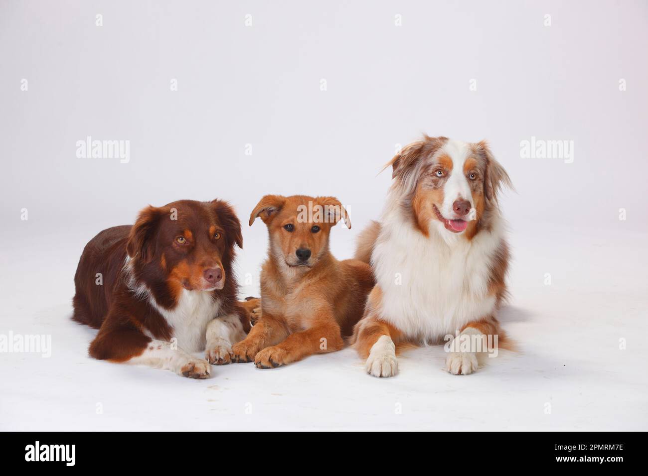 Australian Shepherds, males, red-tri and red-merle, and Harzer fox ...
