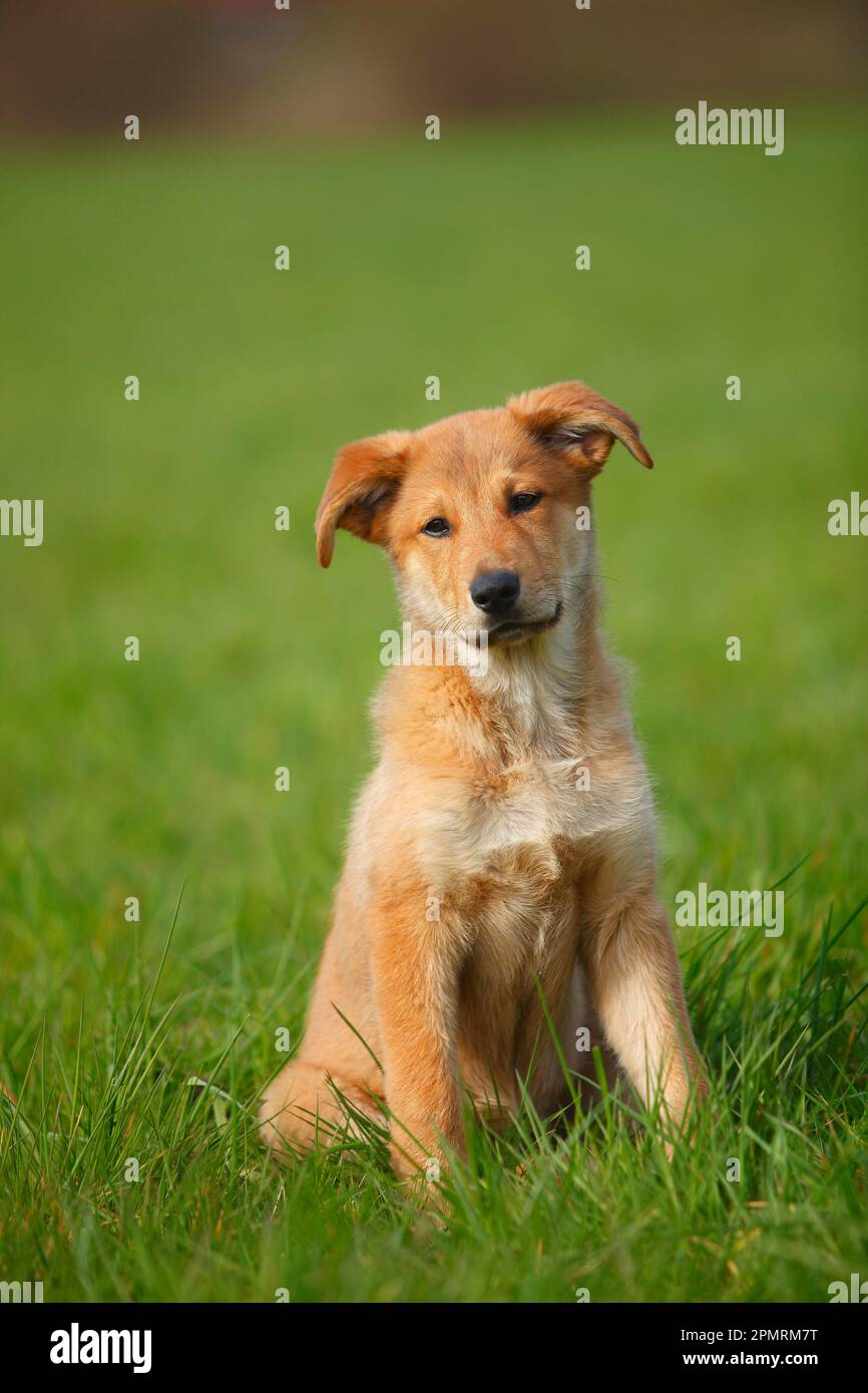 Harzer fox, puppy, 3 months Stock Photo - Alamy