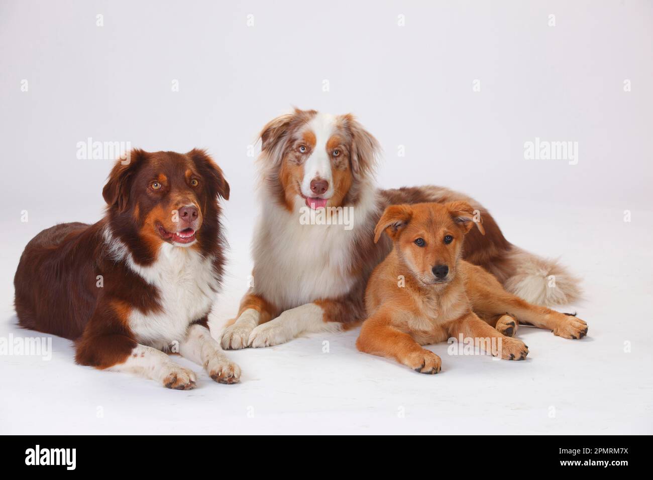 Australian Shepherds, males, red-tri and red-merle, and Harzer fox ...