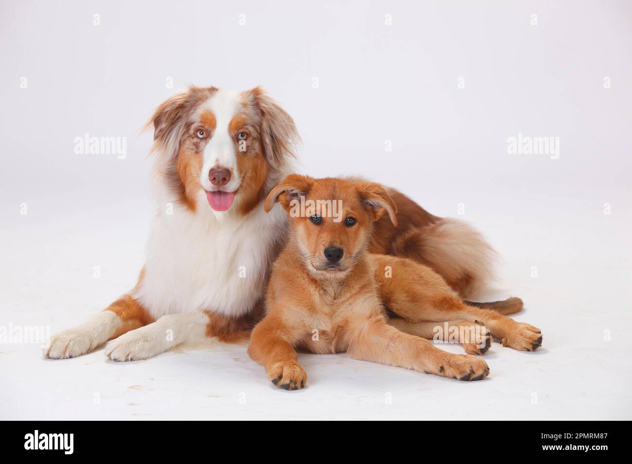 Australian Shepherd, male, red-merle, and Harzer fox, puppy, 3 months ...