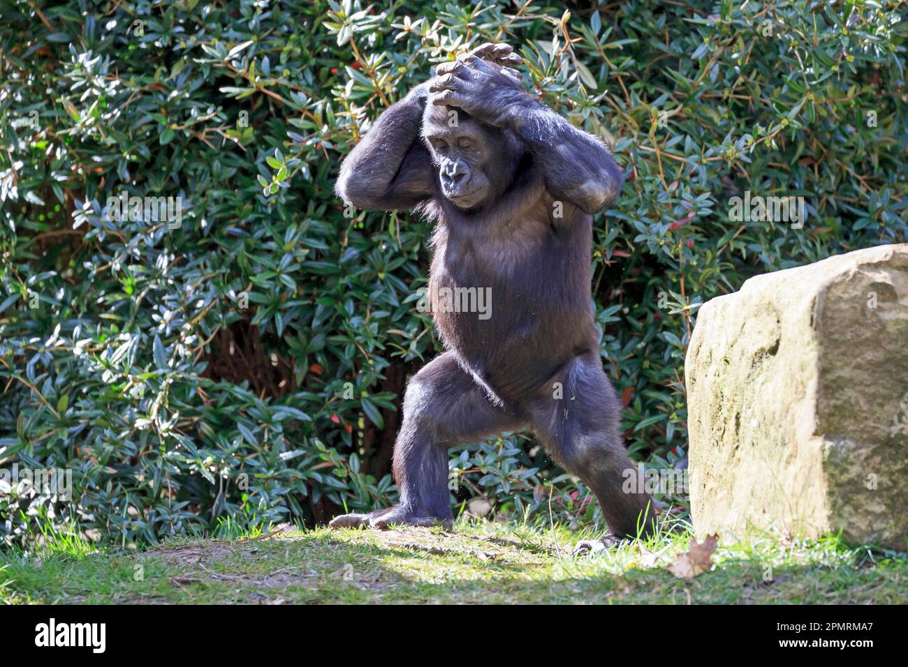 Lowland gorilla (Gorilla gorilla), Captive Stock Photo - Alamy