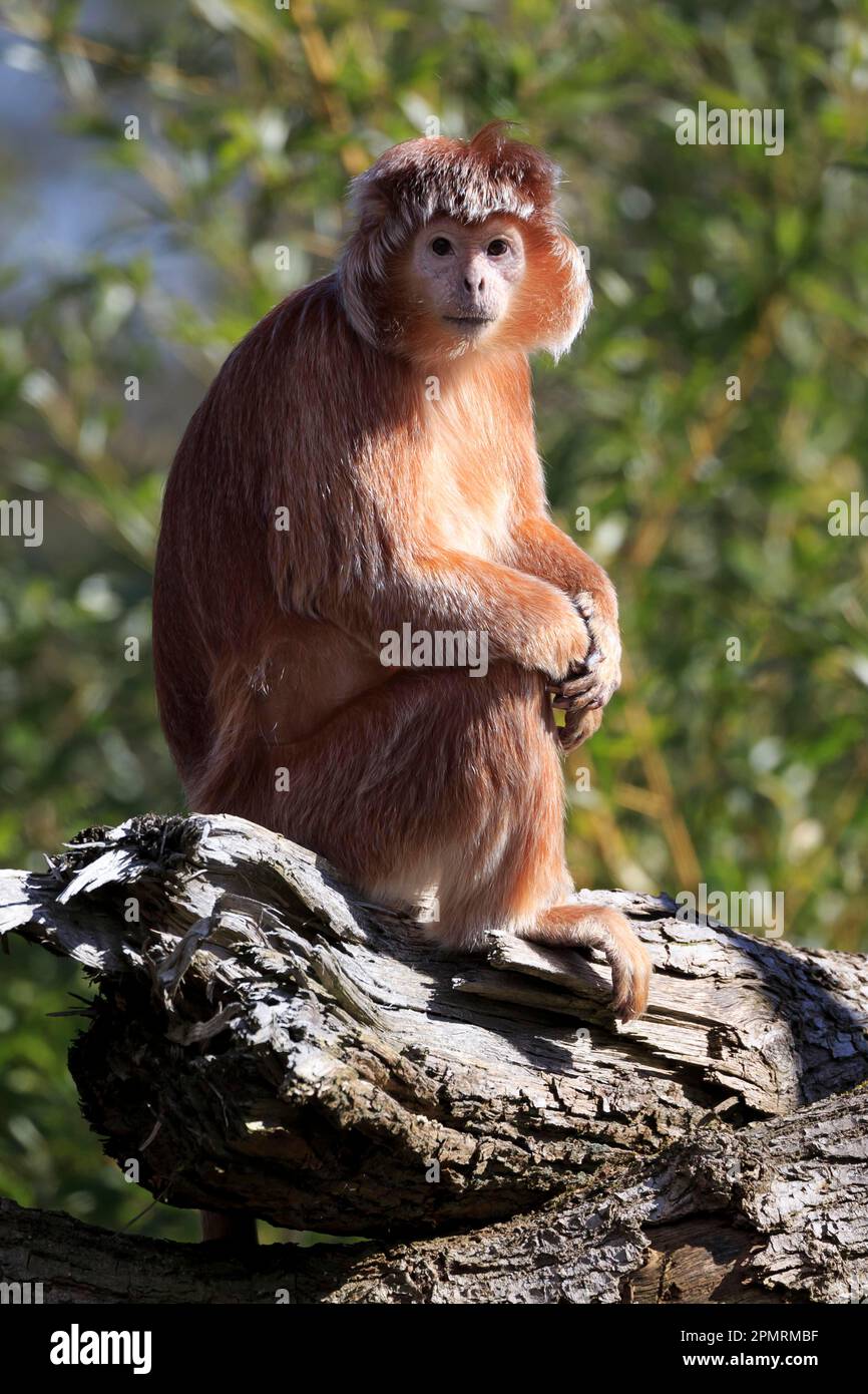 Javan langur (Trachypithecus auratus), captive Stock Photo - Alamy