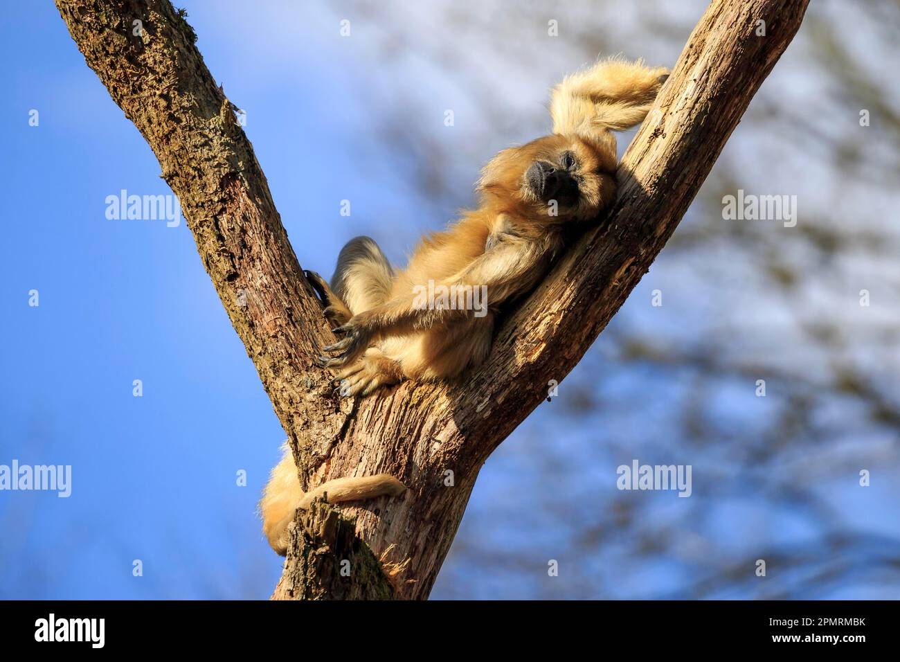 Black howling monkey (Alouatta caraya), captive Stock Photo - Alamy