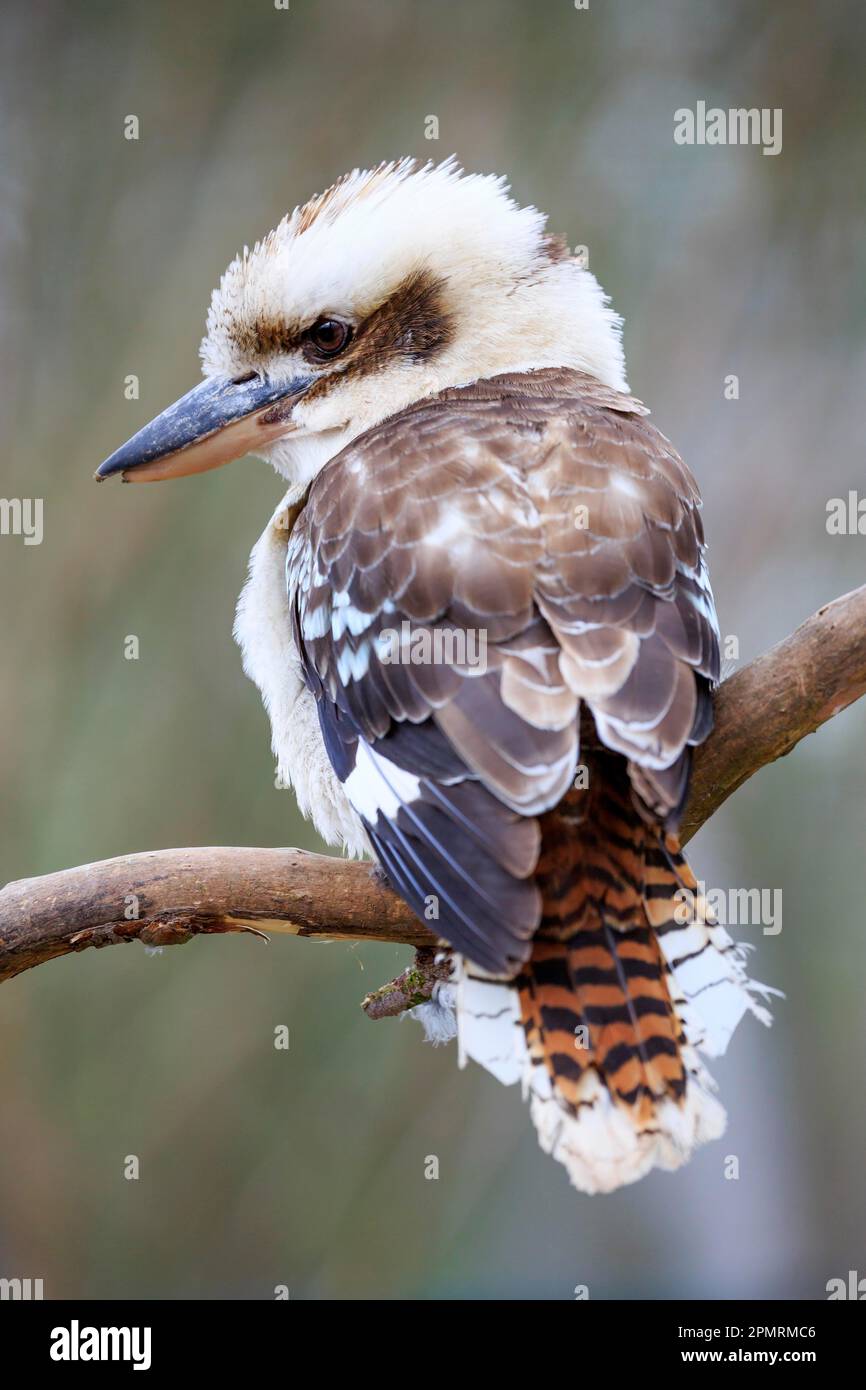 Laughing kookaburra (Dacelo novaeguineae), captive Stock Photo - Alamy