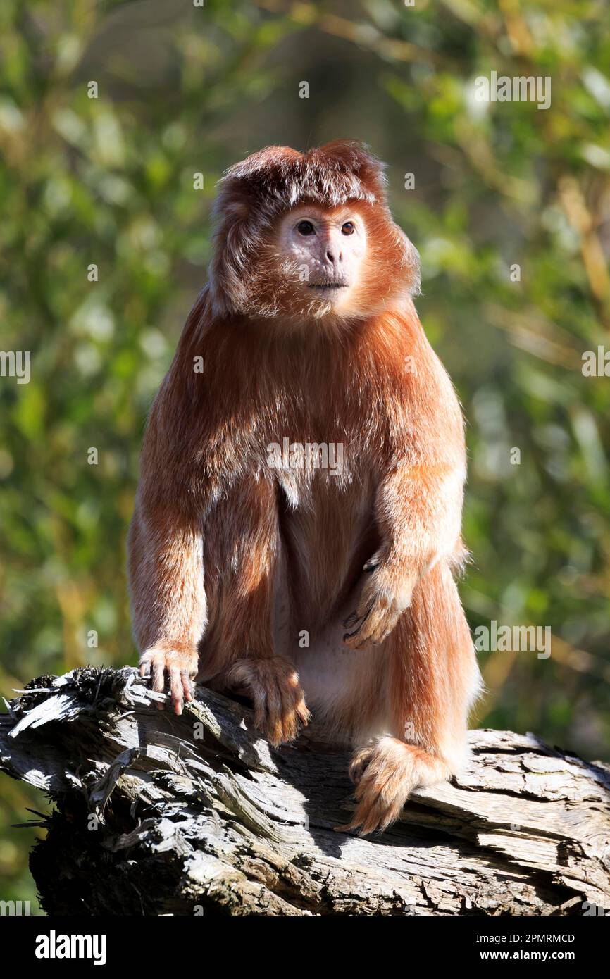 Javan langur (Trachypithecus auratus), captive Stock Photo - Alamy
