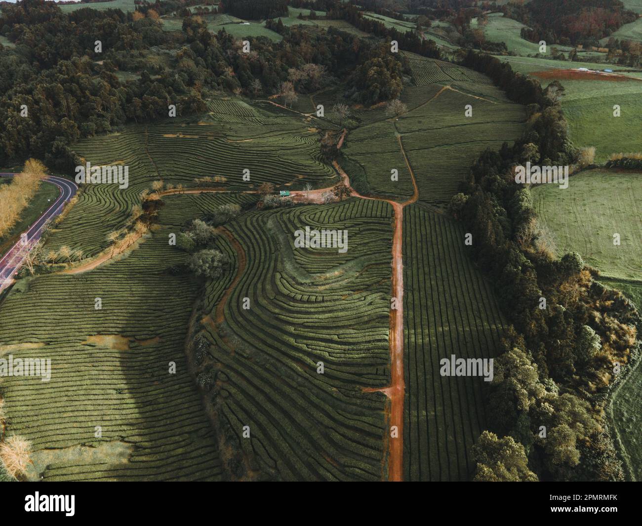 Drone view of Gorreana Tea Plantation in Sao Miguel, the Azores Stock ...