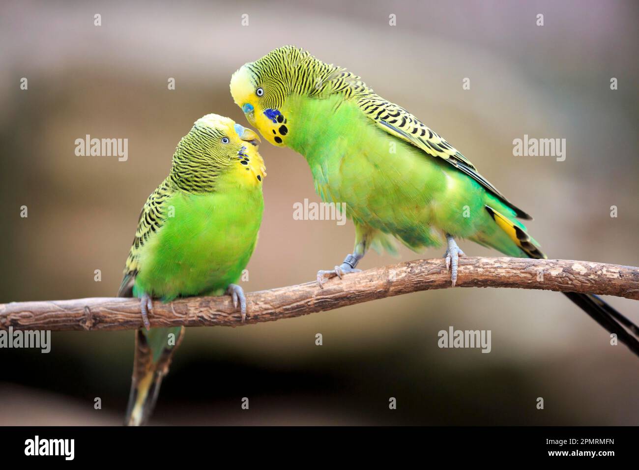 Budgerigar behavior hi-res stock photography and images - Alamy