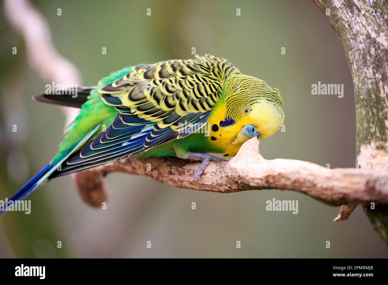 Shell parakeet (Melopsittacus undulatus), captive Stock Photo - Alamy