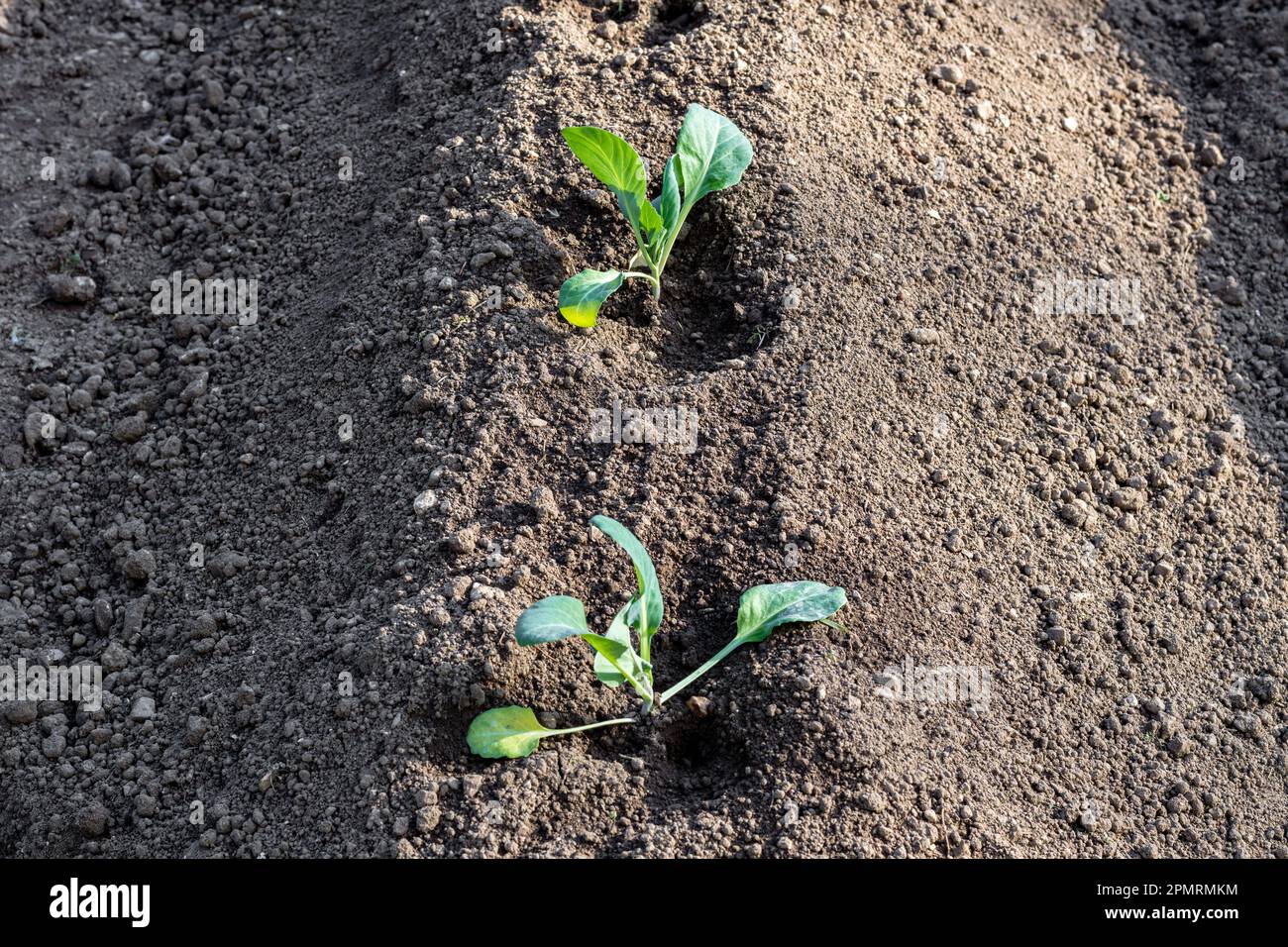 Small plants just planted in the garden. Vegetable garden with soil and ...