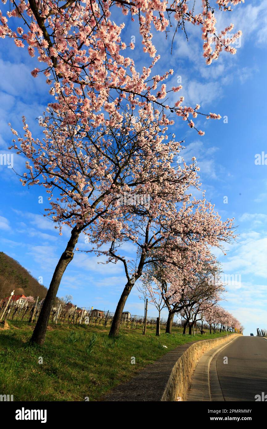 Almond tree (Prunus dulcis), flowering, Rhineland-Palatinate ...