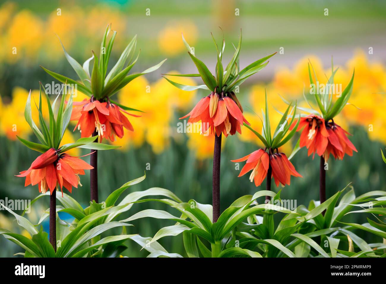 Holland, Lisse, Keukenhof, Kaiser's crown (Fritillaria imperialis ...