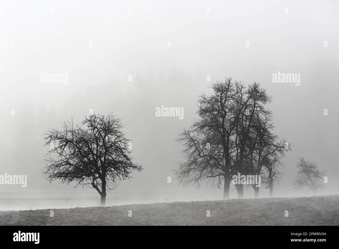 Fruit trees, tax fruit meadow, Baden-Wuerttemberg, Germany Stock Photo ...